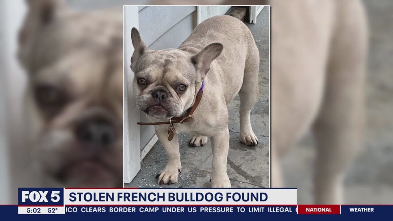 Stolen French bulldog found in DC - YouTube
