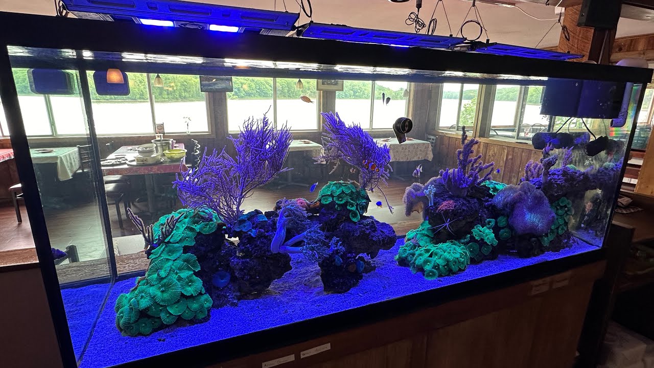 I rebuilt this entire reef after the river flooded. - YouTube