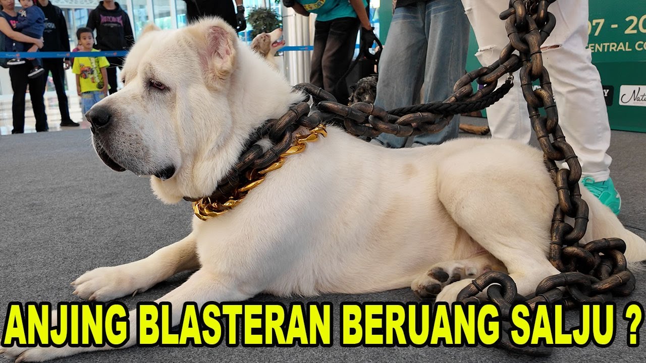 GEDE BANGET - Ketemu Alabai Si Anjing Raksasa Blasteran Beruang Salju ...