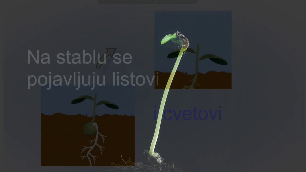Razvoj biljaka - YouTube
