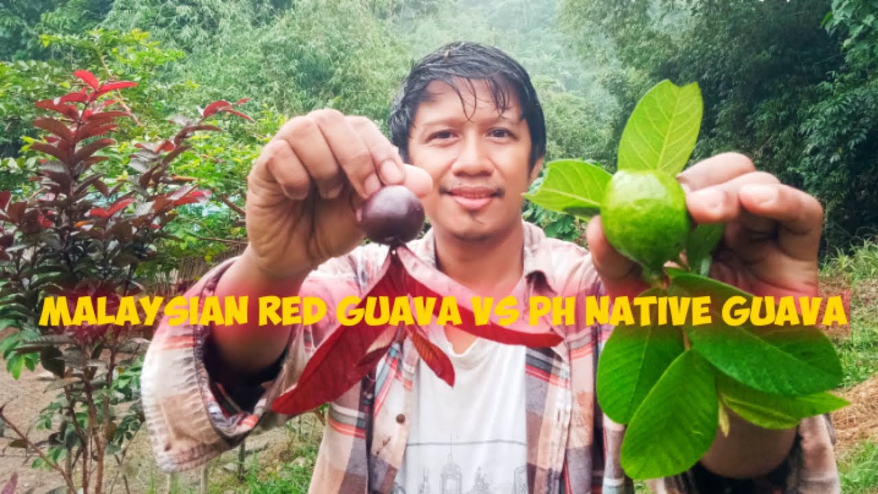 MALAYSIAN RED GUAVA vs PHILIPPINE NATIVE GUAVA • FOOD REVIEW (Bauang ...