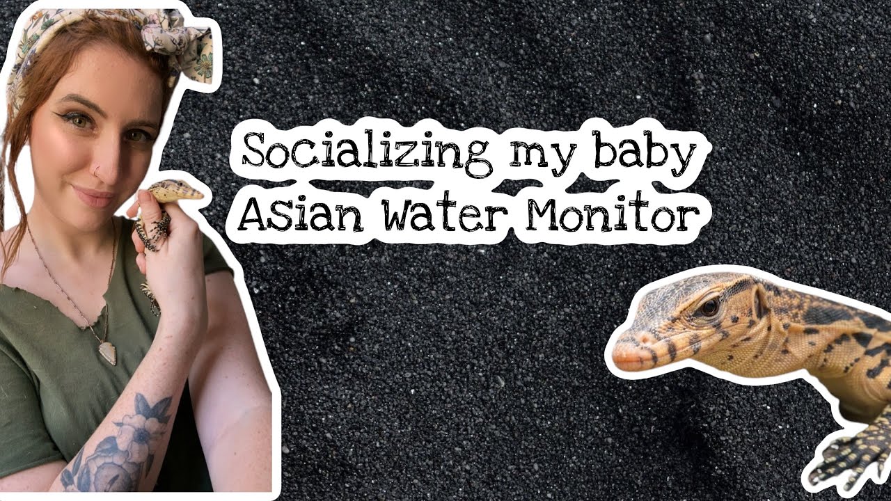 Socializing my baby Asian Water Monitor (plus care tips) - YouTube
