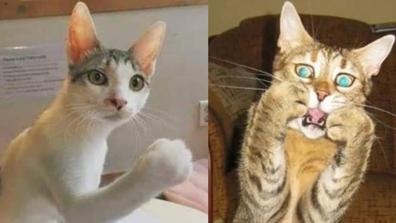 🤯🤣 OMG! Watch These Cats Fail Hilariously in the Ultimate Compilation ...