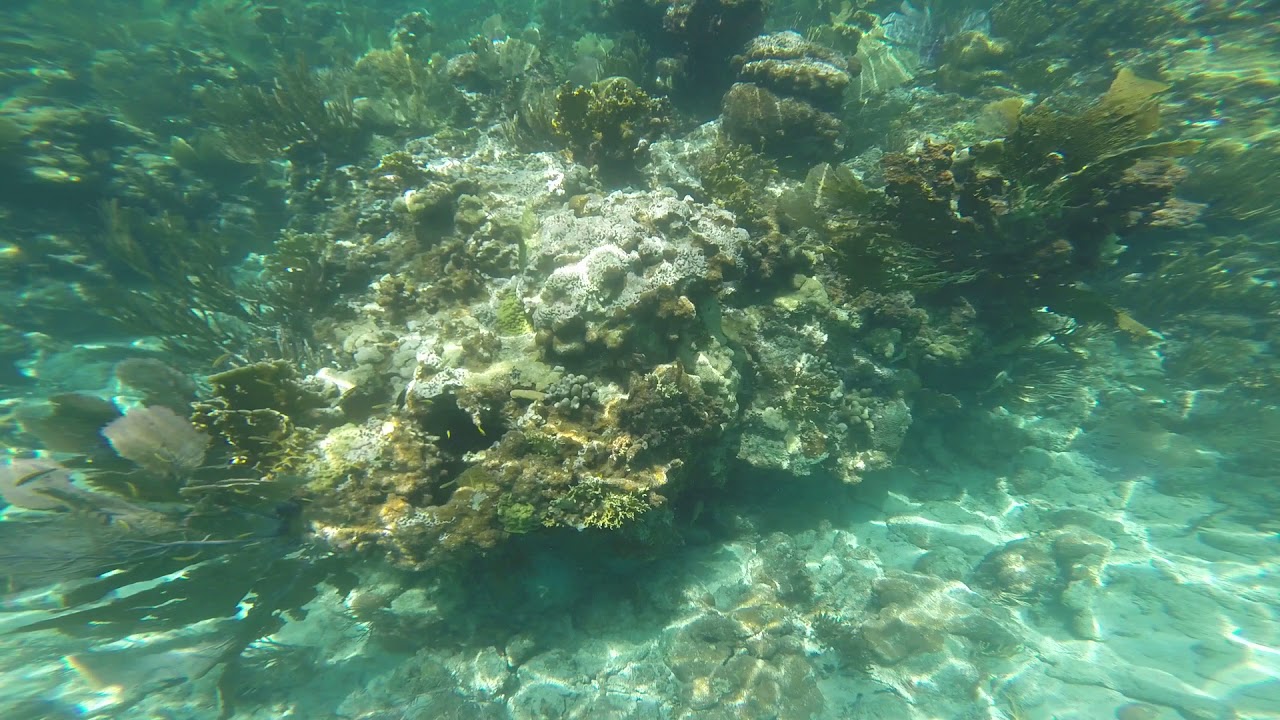 Coral Reef, Isla Culebra, Puerto Rico - YouTube