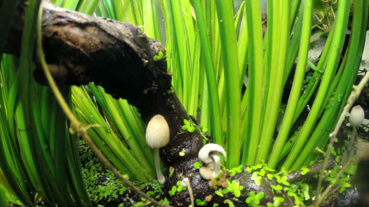 Fish Tank Fungus - YouTube