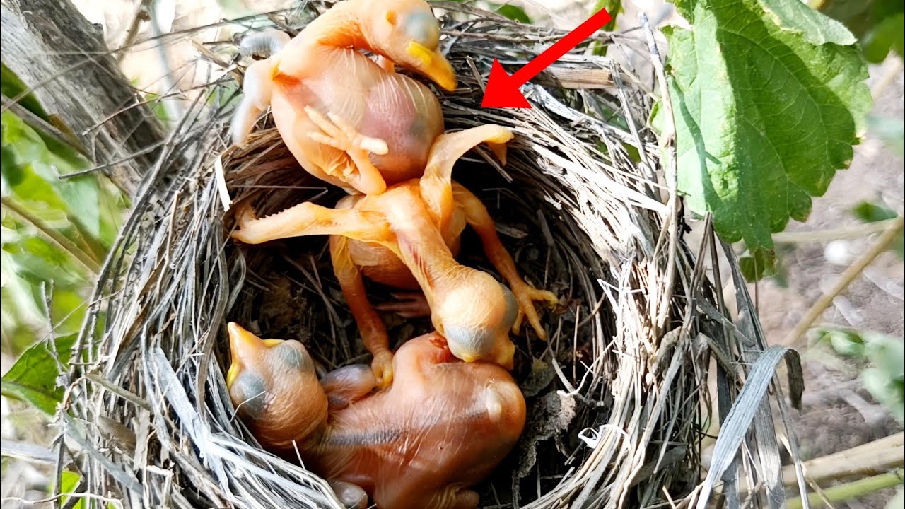 Cuckoo baby likes to live alone, so it is its nature to throw both the ...