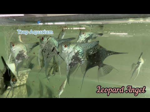 ANGELFISH PART 01 [Trop Aquarium] (Singapore) - YouTube