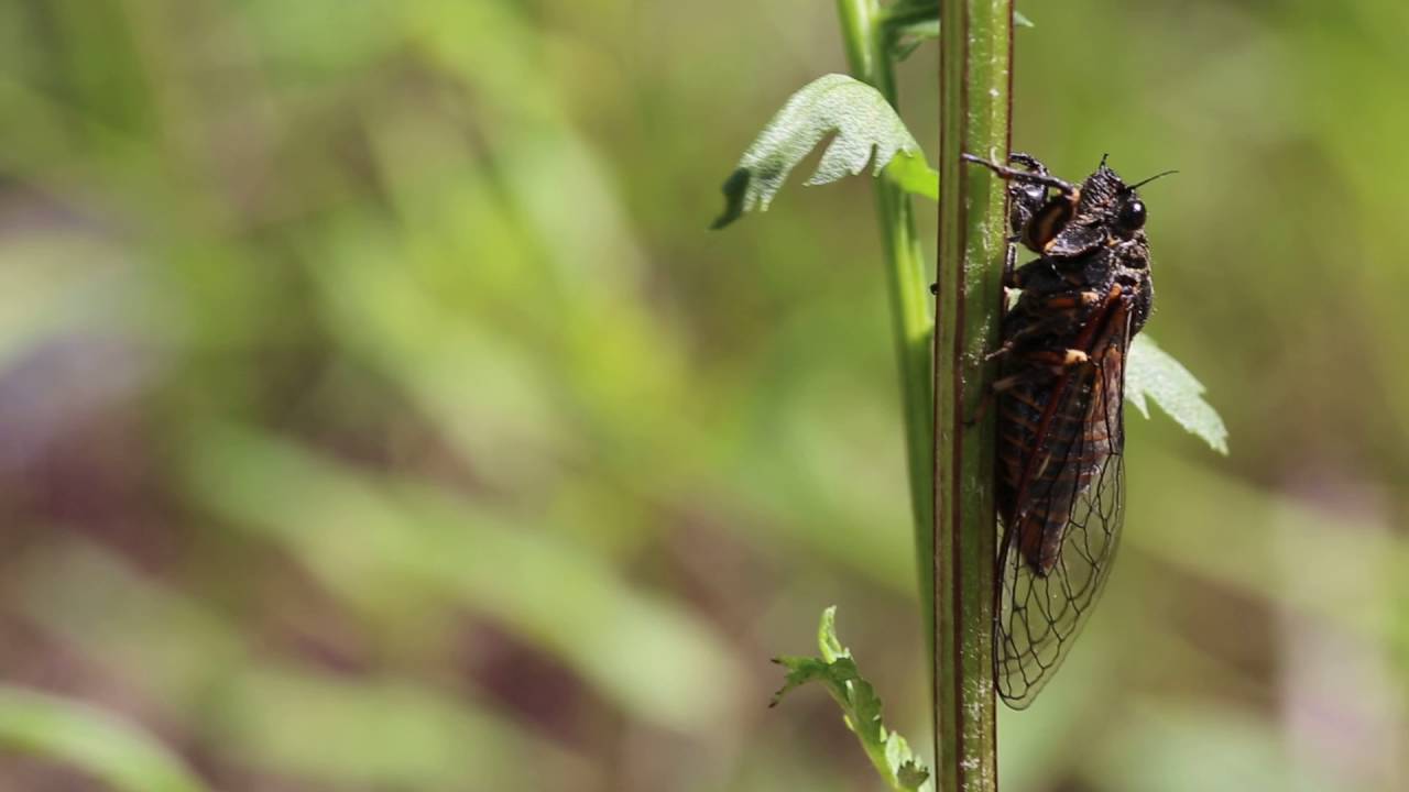 Rare Sight! New Forest Cicada (Cicadetta montana) 1Of4 - YouTube