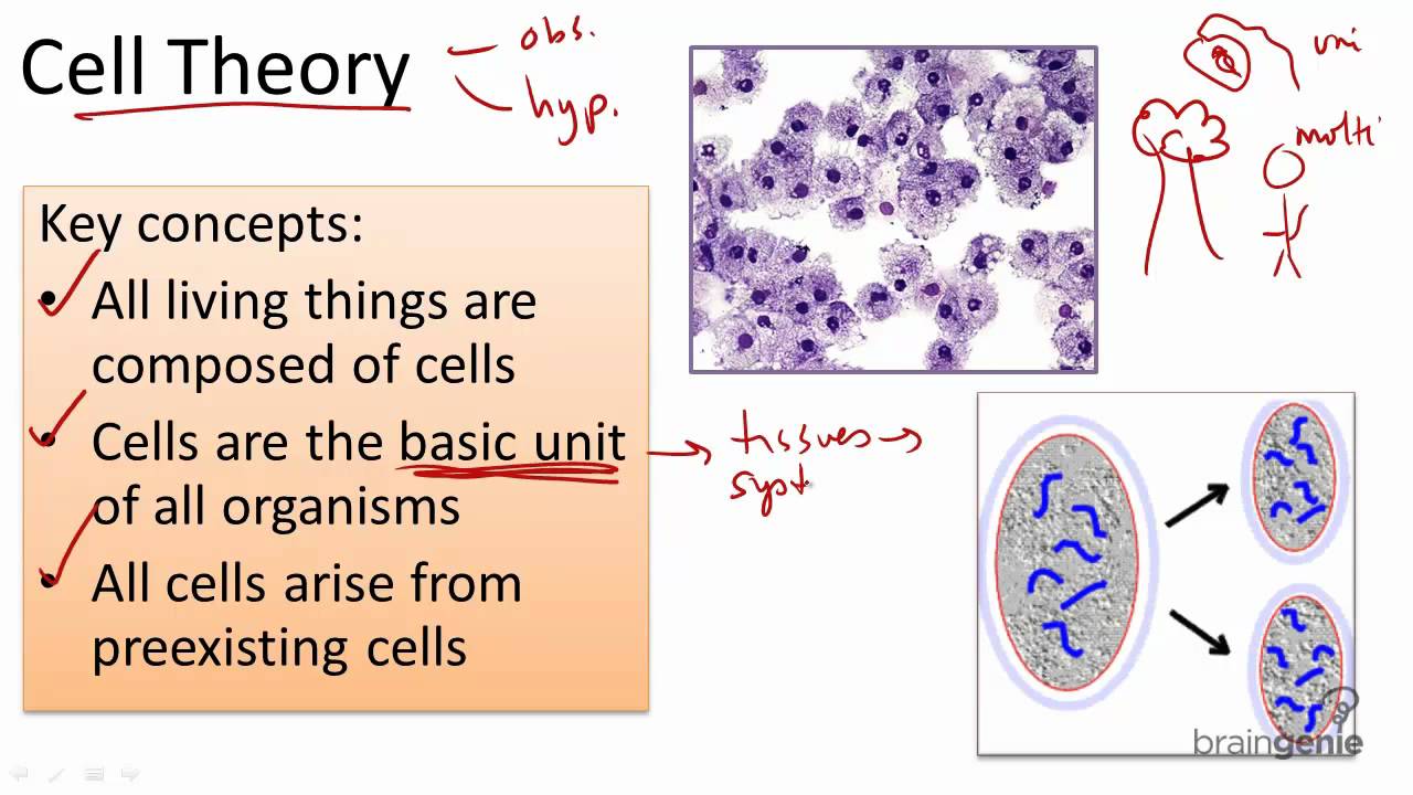 2.1.2 Cell Theory - YouTube