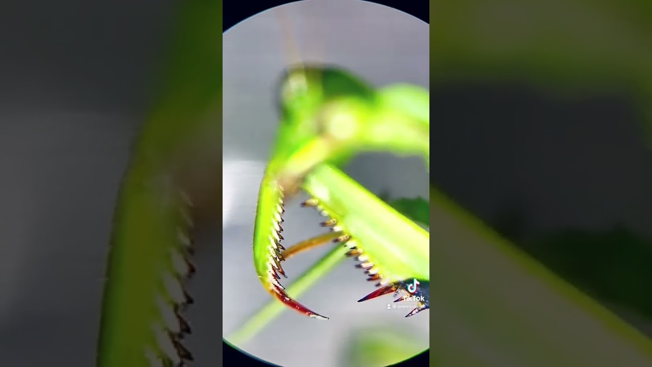 Praying Mantis under the Microscope! - YouTube