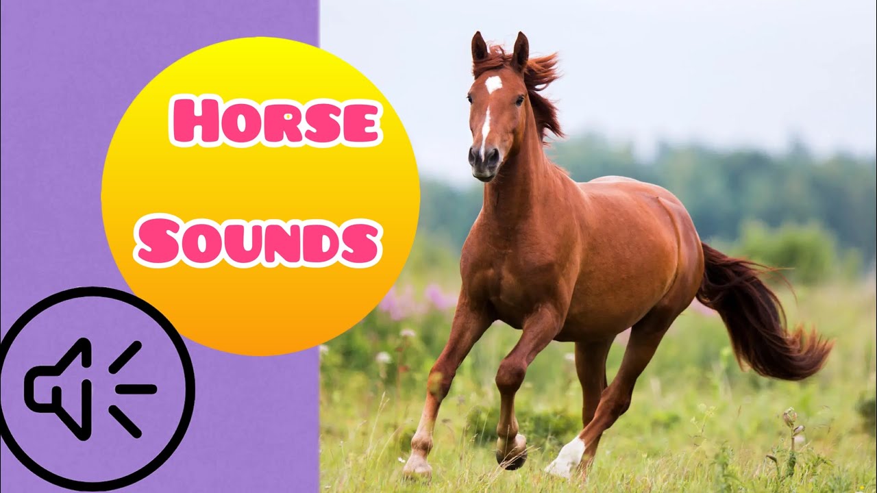 Sounds Of A Horse. Learning the sounds of a horse - YouTube
