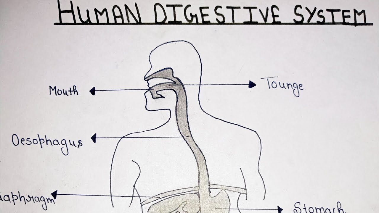 Human digestive system diagram | easy steps to draw human digestive ...