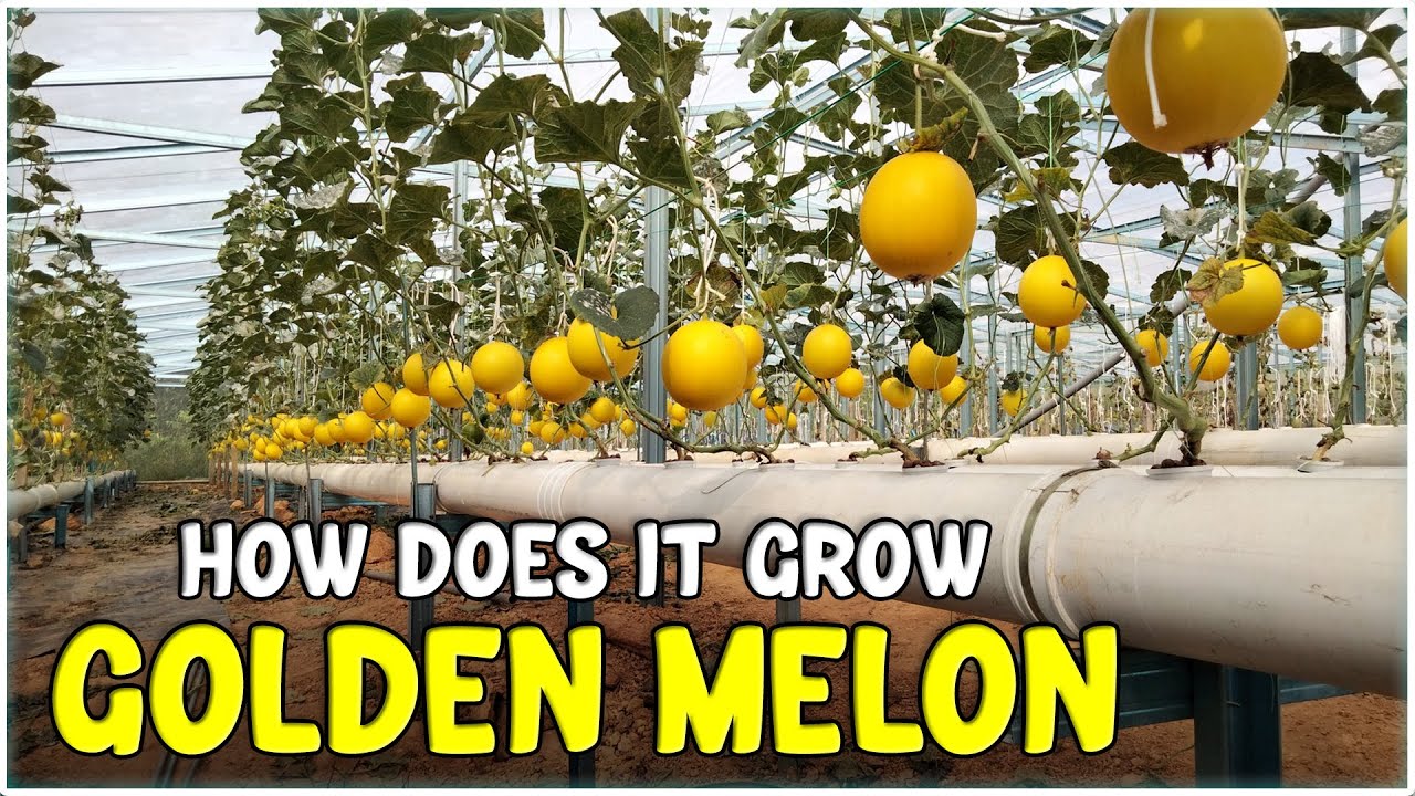 Golden Melon Farming - Complete Guide - YouTube