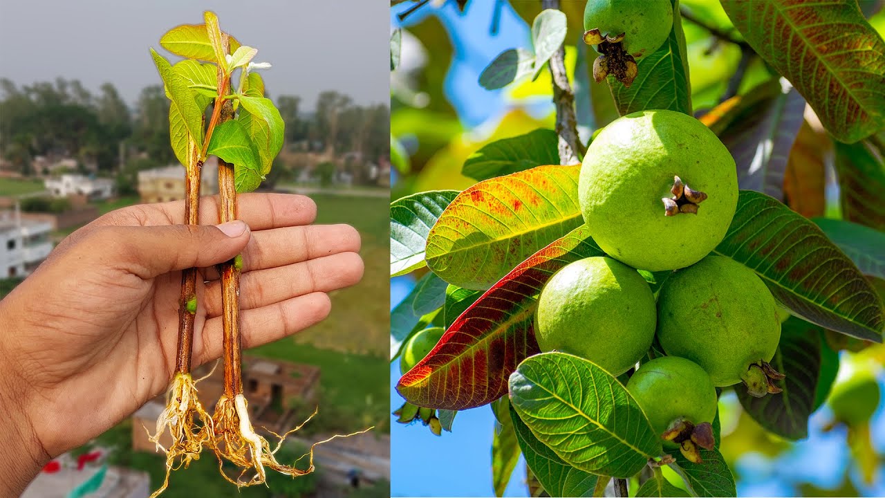 Grow guava tree from guava cutting with use aloevera in water ...