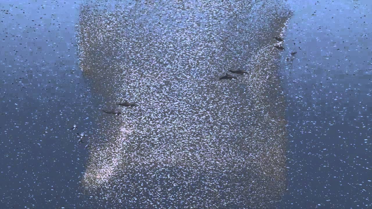 Hawaiian spinner dolphin foraging - YouTube