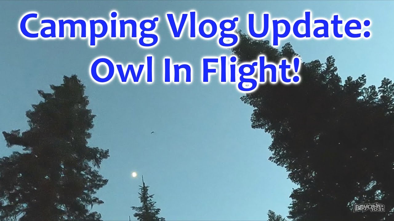 Camping Vlog Update: Owl In Flight! [Day 4591 - 05.27.23] - YouTube