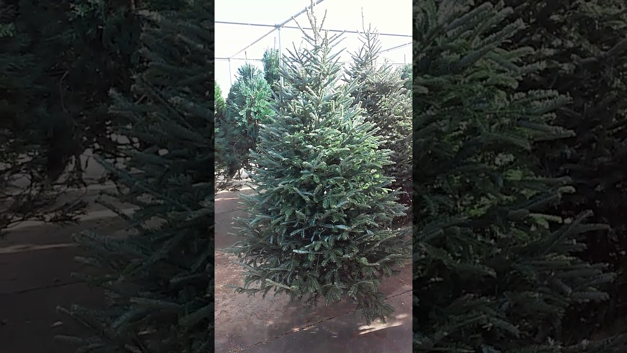 Spinning Tree - YouTube