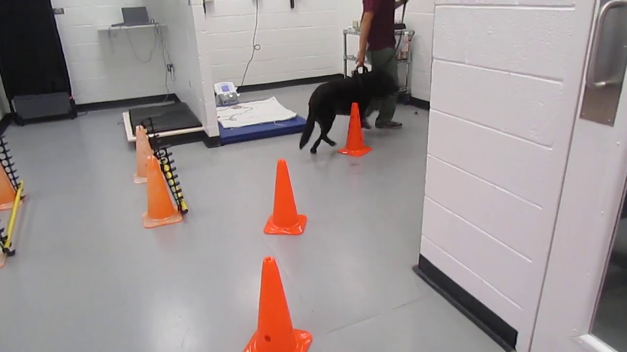 Weaving Cones Dog Physical Therapy & Aptness Test - YouTube