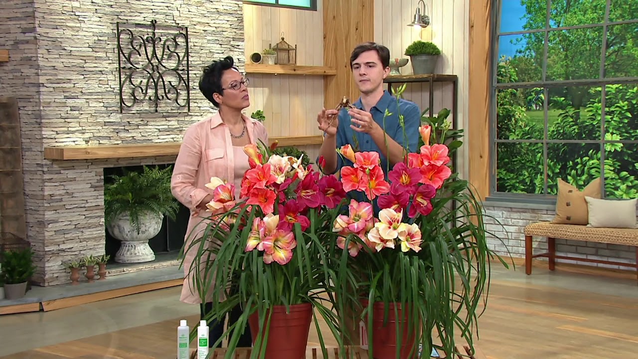 Roberta's 9-piece Huge Scentsational Reblooming Daylilies on QVC - YouTube