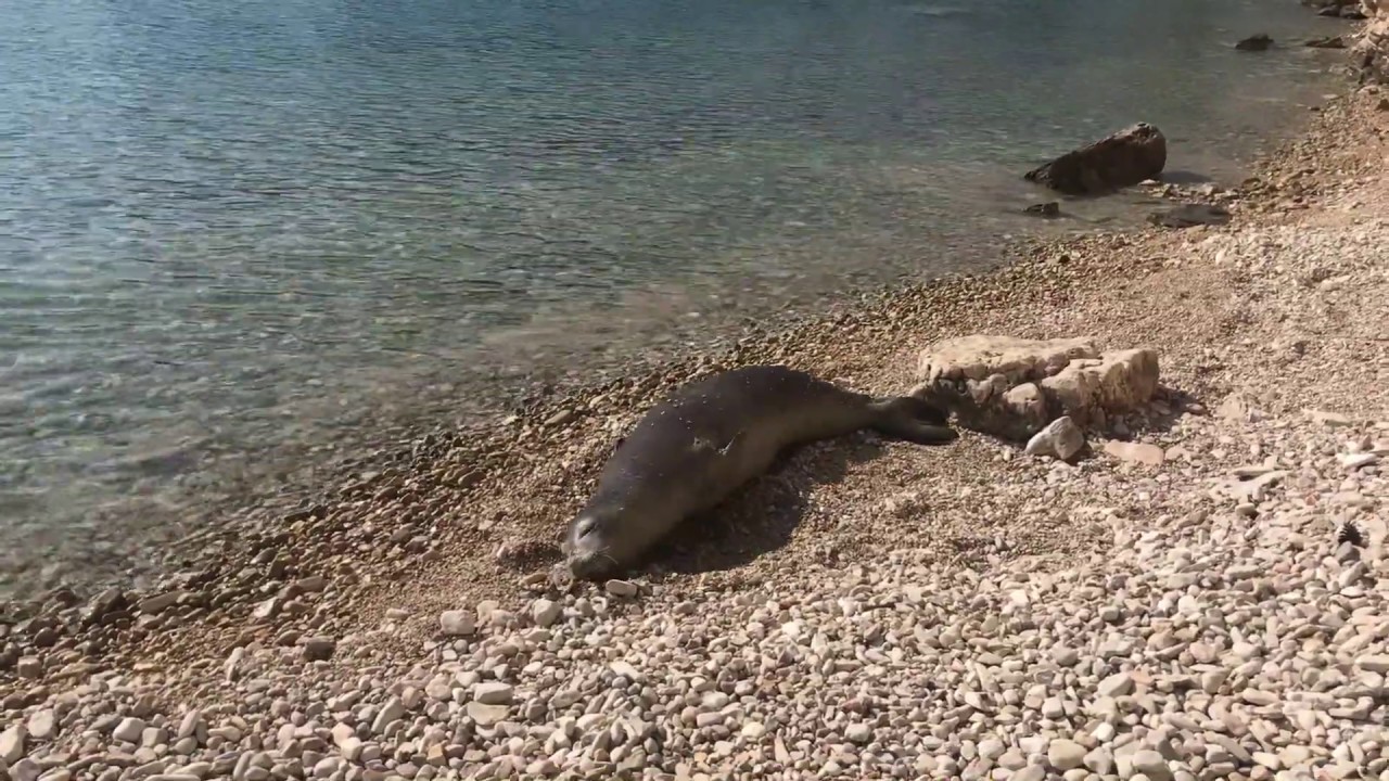 Alonnisos seal monachus monachus Αλοννησος φωκια monachus monachus 3 ...