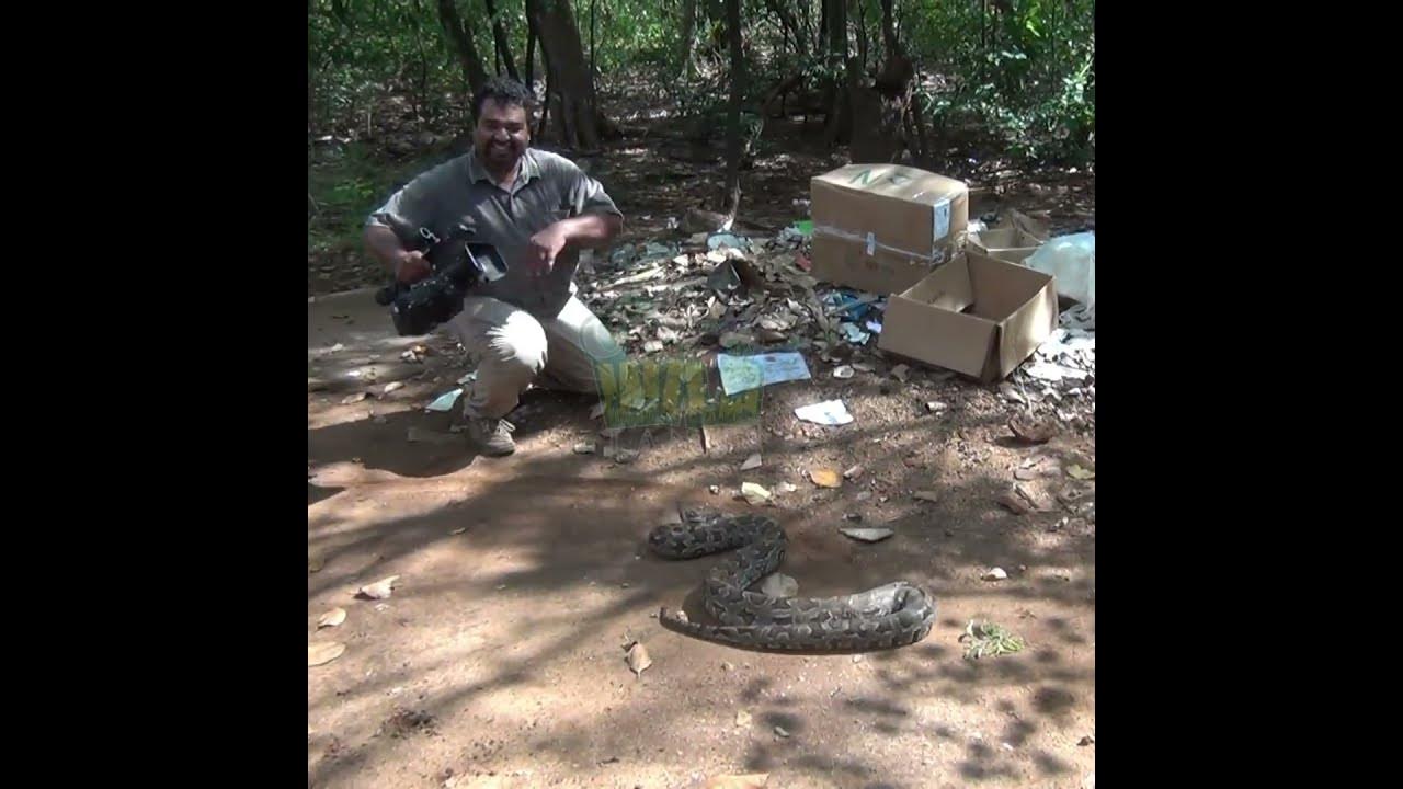 Python attacks the videographer | Python がビデオ撮影者を攻撃 | Reptiles ...