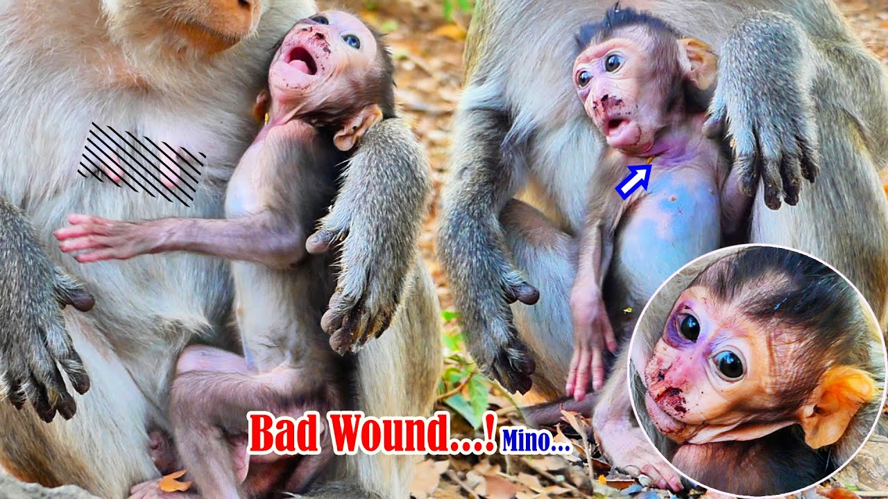 Baby monkey Mino his wound is become a serious wound badly almost stays ...