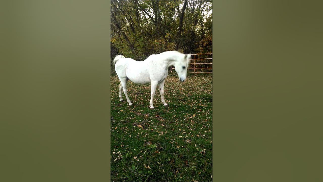My Arabian horse and mini horse prancing - YouTube
