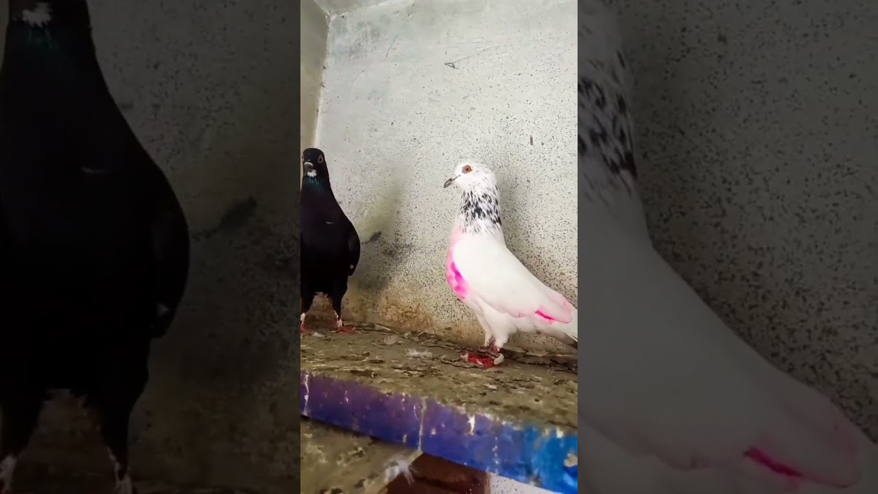 kabuthar panjabi new shot vidoes kabutar 🕊️#shot#pigeons ️//shot//🔥 ...