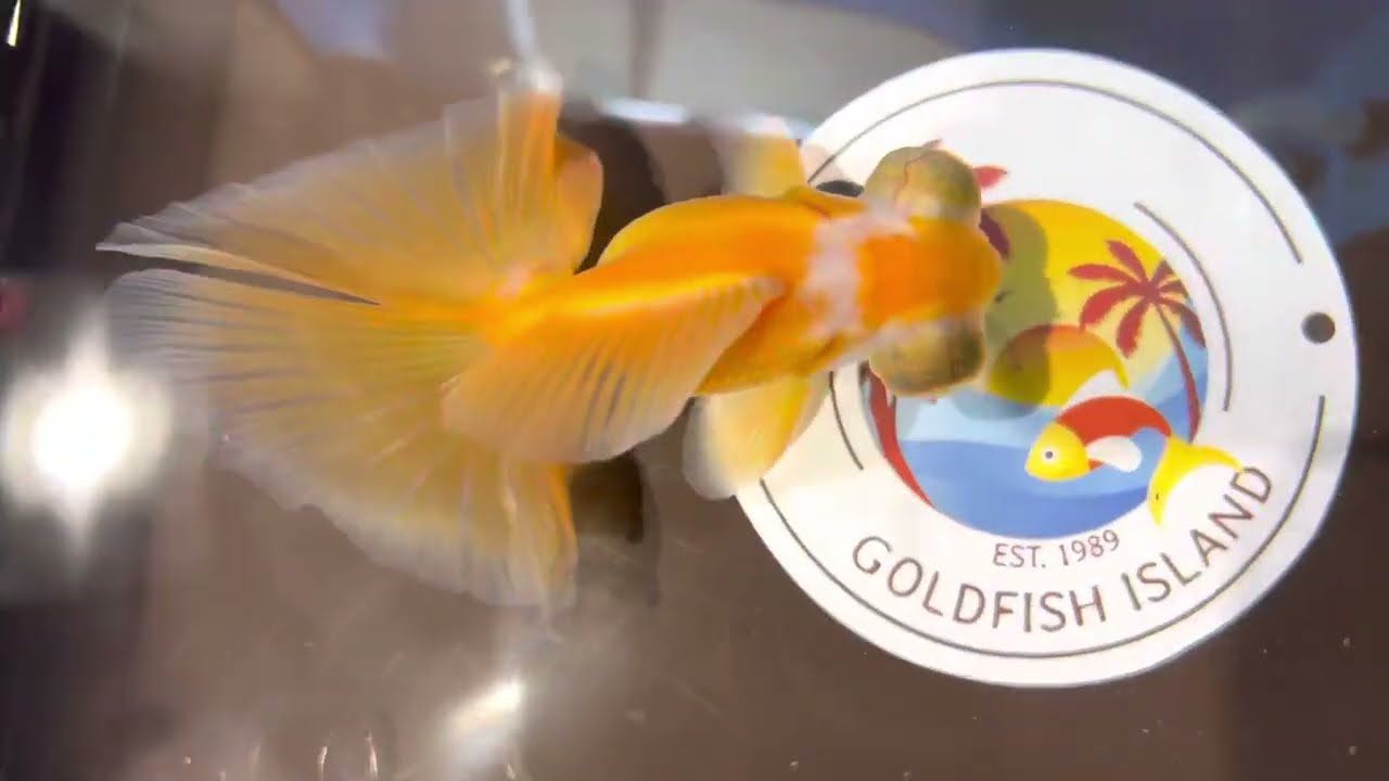 Goldfish Island SKU 0915BU00RW445TA4M1 - YouTube