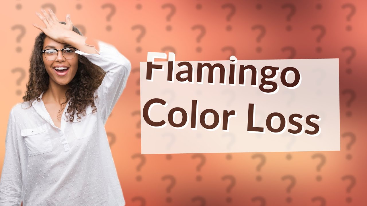 Do flamingos lose their pink? - YouTube