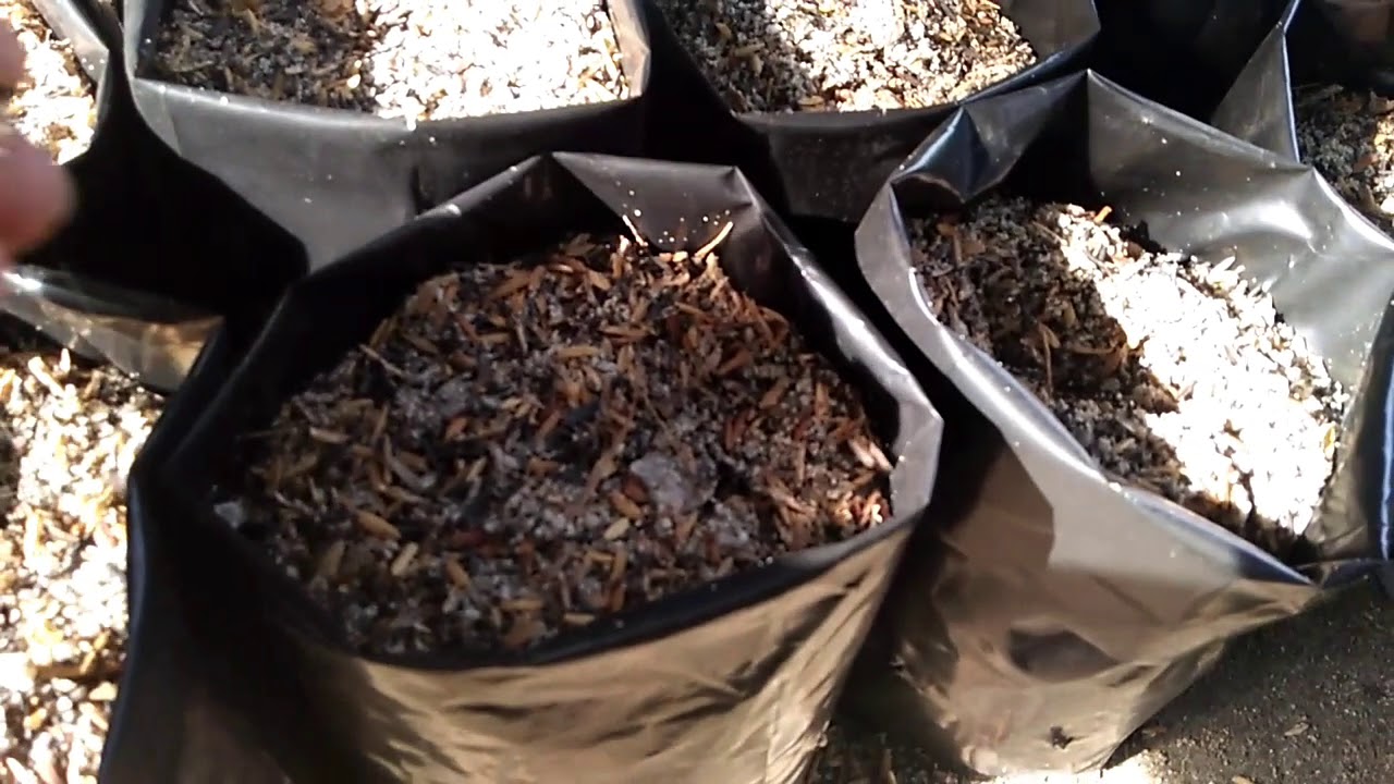 Anggur Isabella (28 Juni 2020) di ambonfarm - YouTube