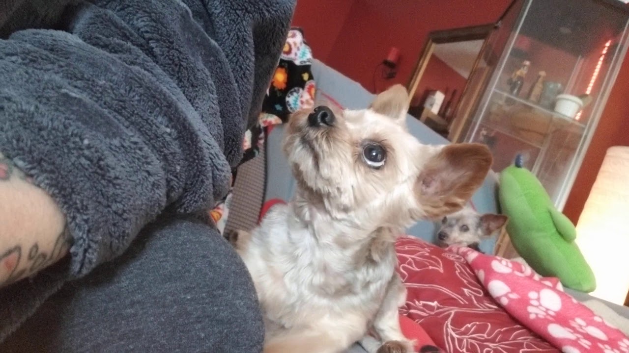 Spoiled Yorkie - YouTube