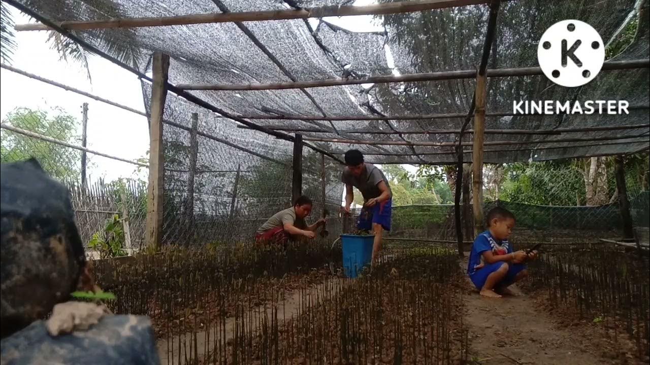 mus cog yub ntoo yas tim teb nawb - YouTube