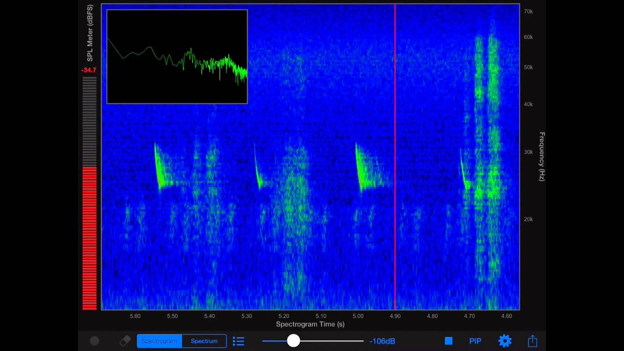 Ultrasonic Analyzer - Bat Recording - YouTube