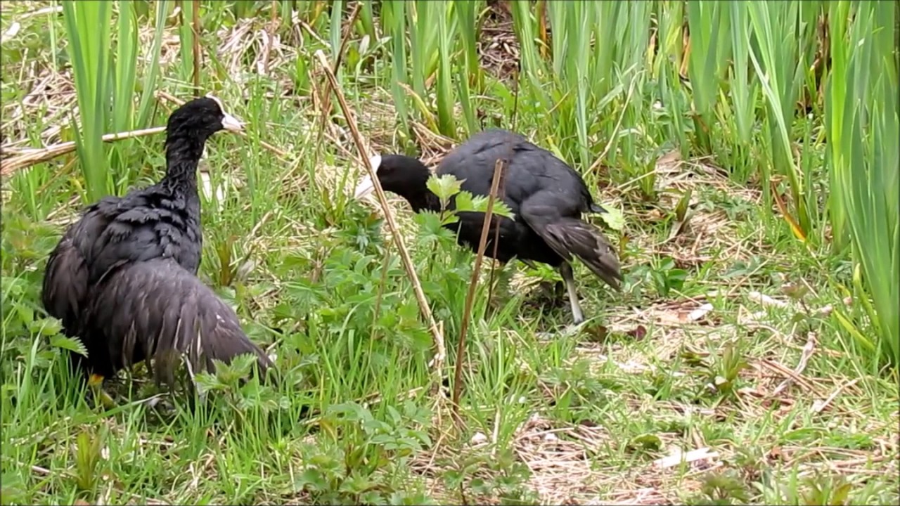 Murder Most Fowl Part 2 - YouTube