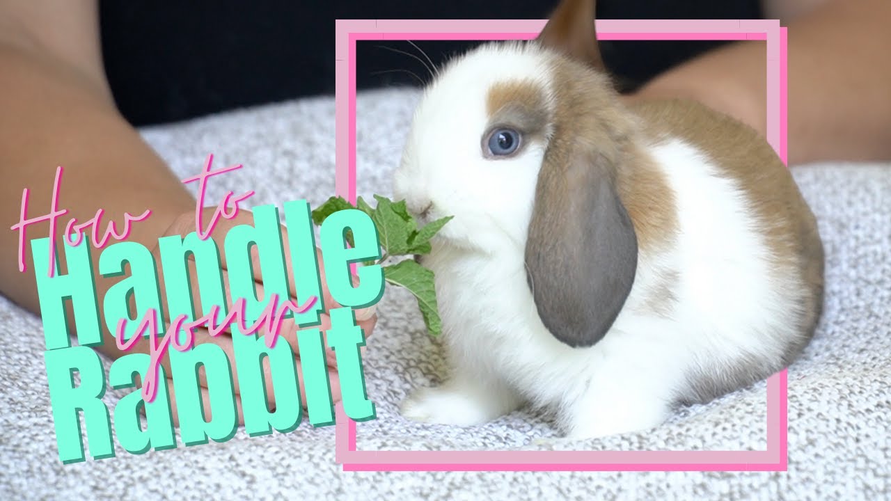 How To Handle Your Rabbit - YouTube