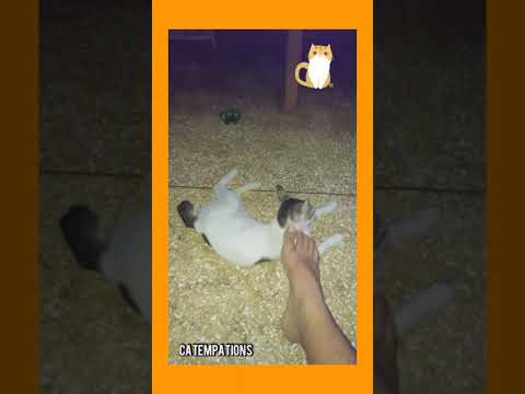 petting this cute cat by my foot lol lol 😊☺😍😍😺😽