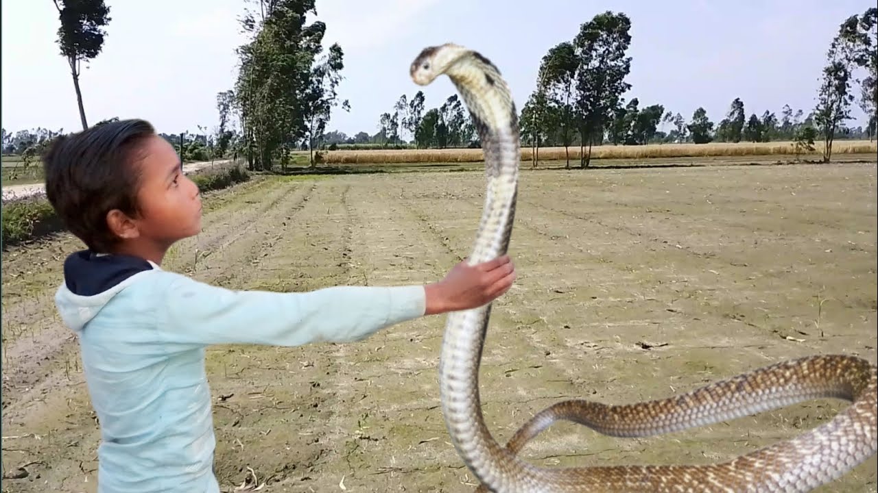 Snake ka Attack | Snake Films Snake Attack In real life - YouTube