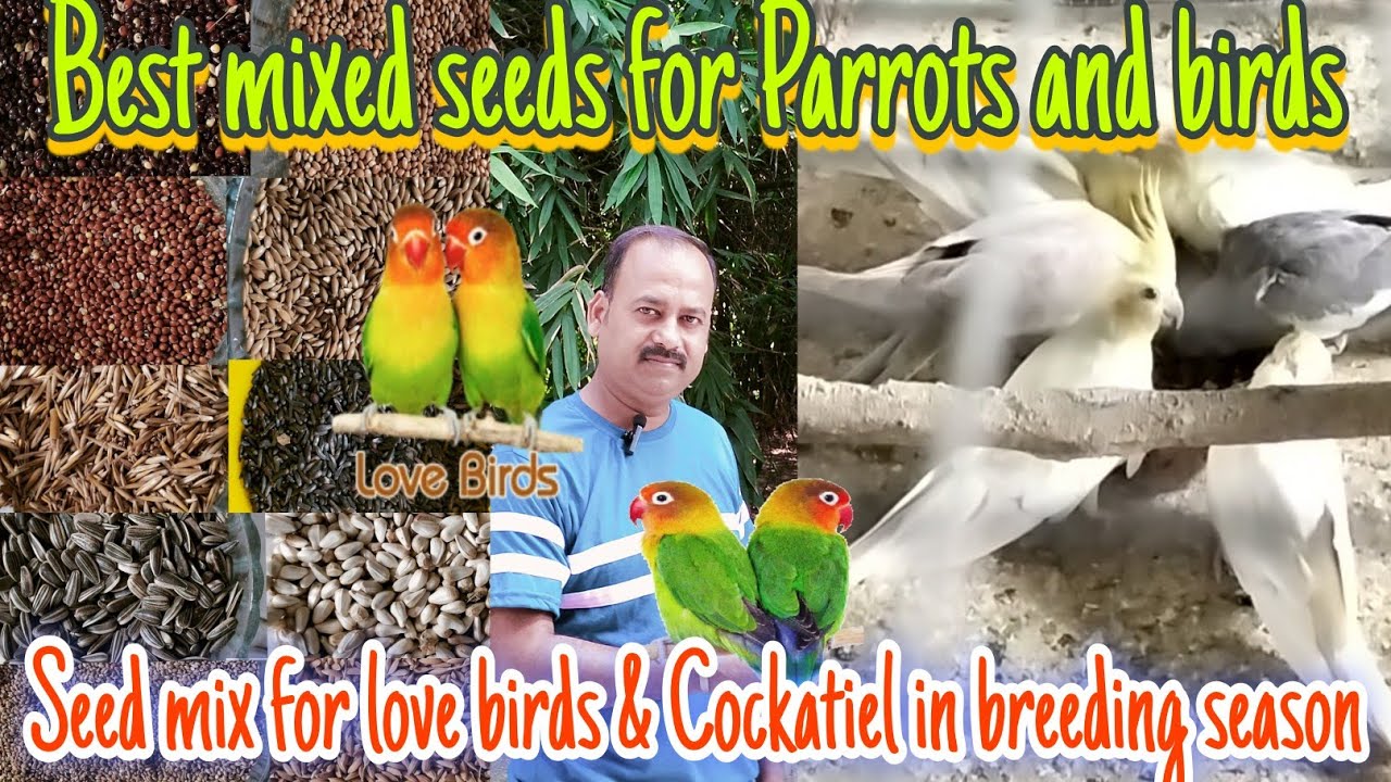 Love Bird And Cockatiel Seed Mix For Breeding Season/😀How To Make Mix ...