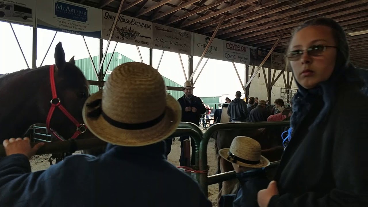 Yoder horse sale - YouTube