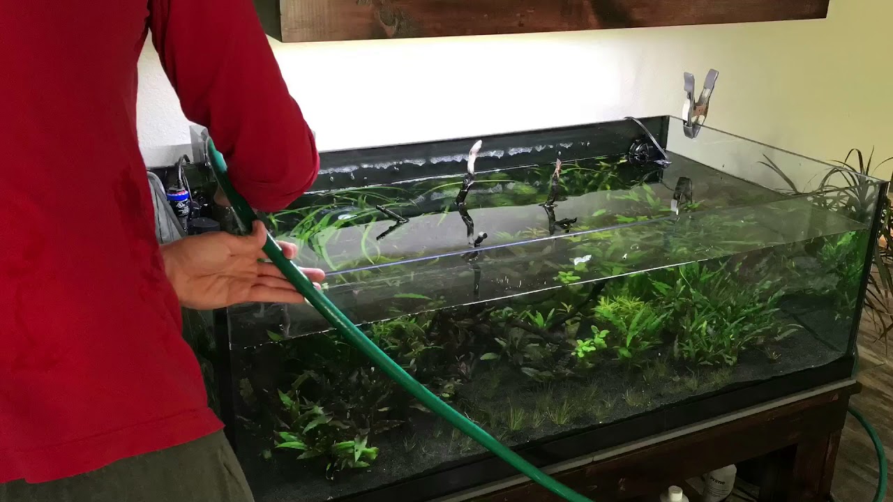 80g Frag/shallow aquarium - WC 12/10/17 - YouTube