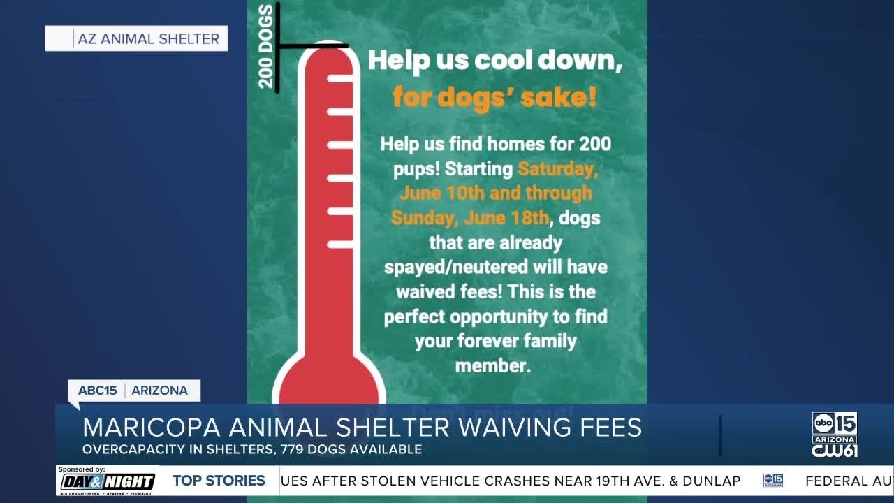 MCACC waiving adoption fees, hoping to get 200 dogs adopted by June 18 ...