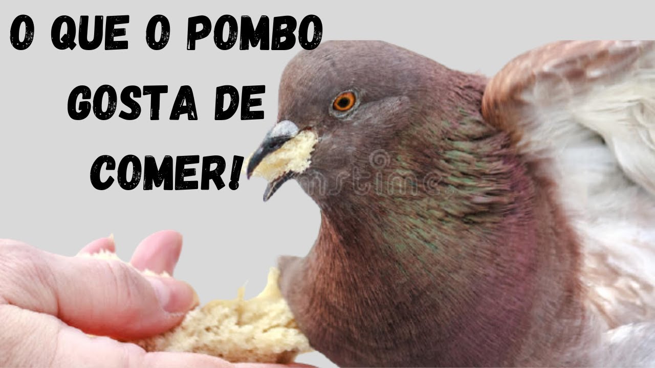 POMBO DOMÉSTICO COMENDO PÃO BARULHO DE POMBO - YouTube