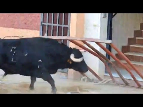 😱 TORO NO QUIERE BAJAR A LA PLAZA - YouTube