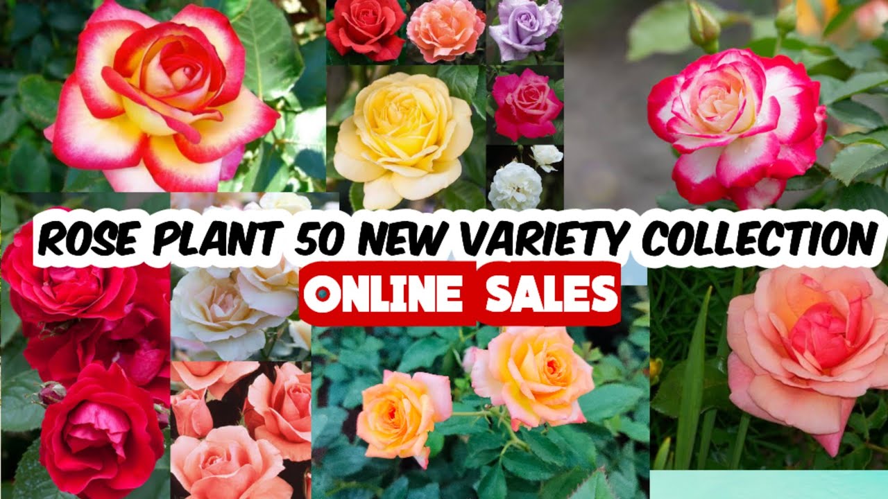 NEW 50 VARITIES ROSE PLANT COLLECTION ONLINE SALES #ROSE #garden #plant ...