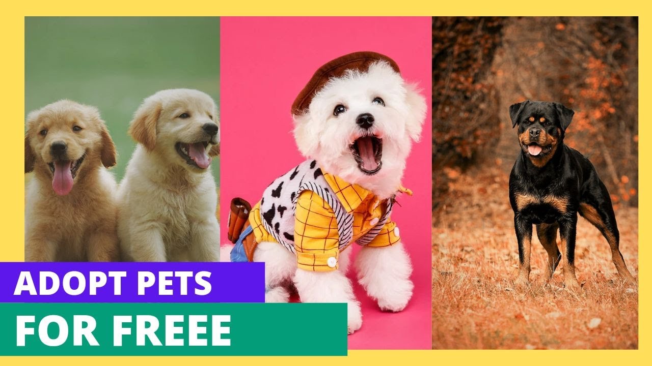 Adopt Pets for Free - YouTube