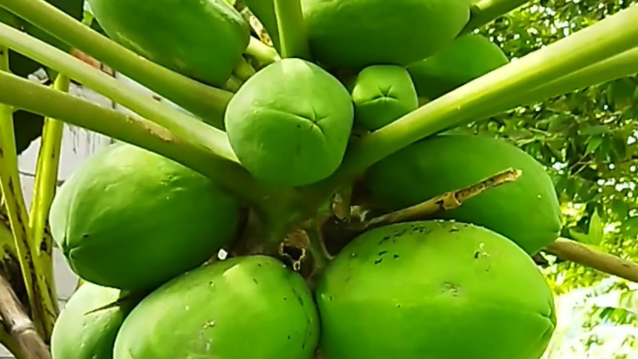 Buah pisang/cau/Gedang/Lempeneng muda dan Buah pepaya/gandul muda - YouTube