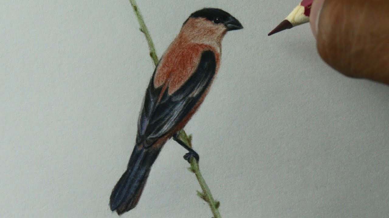 Como desenhar um passarinho: Caboclinho PASSO A PASSO narrado - YouTube