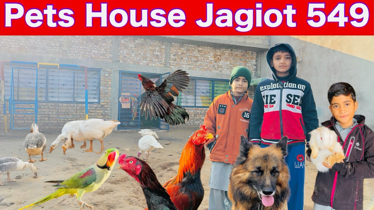 Pets House ki update 🏡Jagiot 549 - YouTube