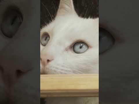Kediler Nasıl ve Neden Mırlar? #Shorts
